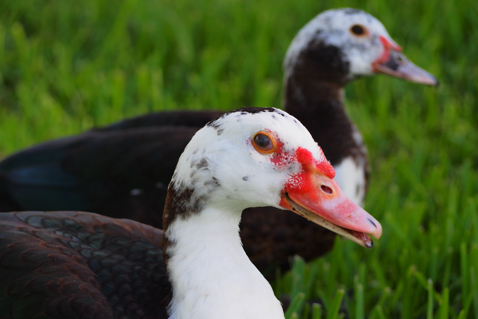 Muscovy Ducks and Muscovy Ducklings | A Complete Guide