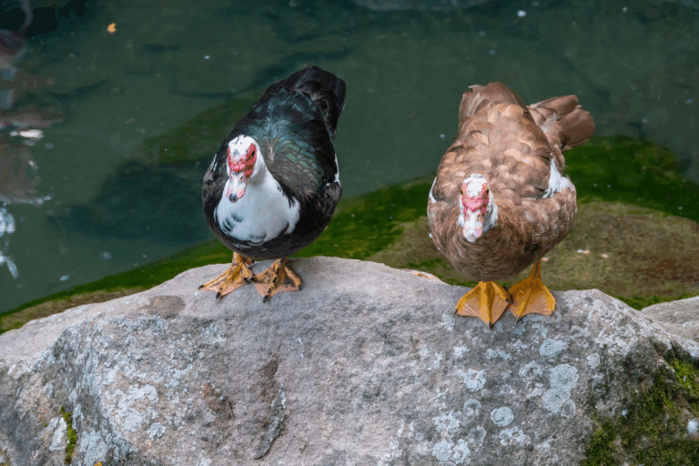 Muscovy Ducks and Muscovy Ducklings | A Complete Guide