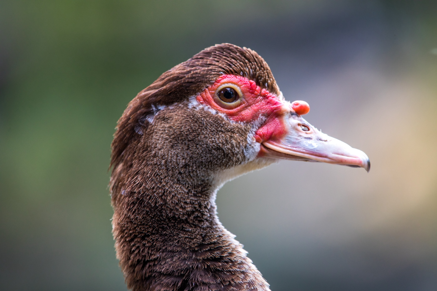 Muscovy Ducks and Muscovy Ducklings | A Complete Guide