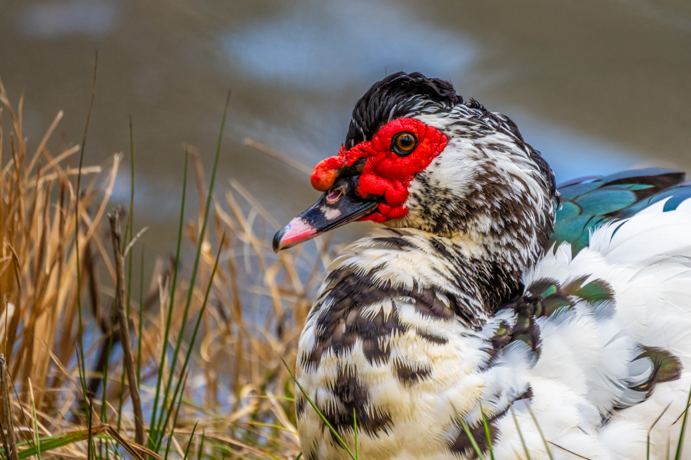 Muscovy Ducks and Muscovy Ducklings | A Complete Guide