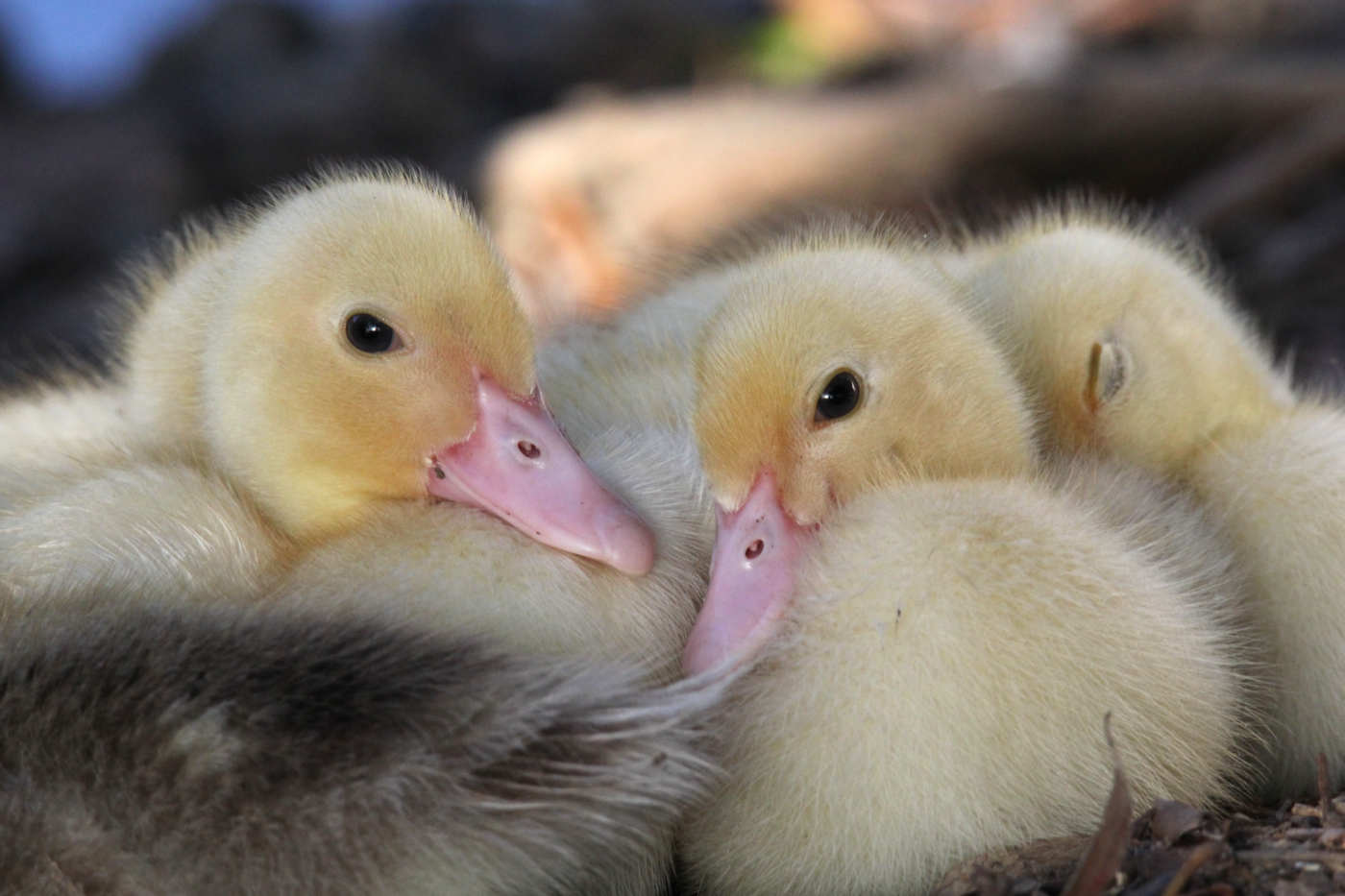 Muscovy Ducks and Muscovy Ducklings | A Complete Guide