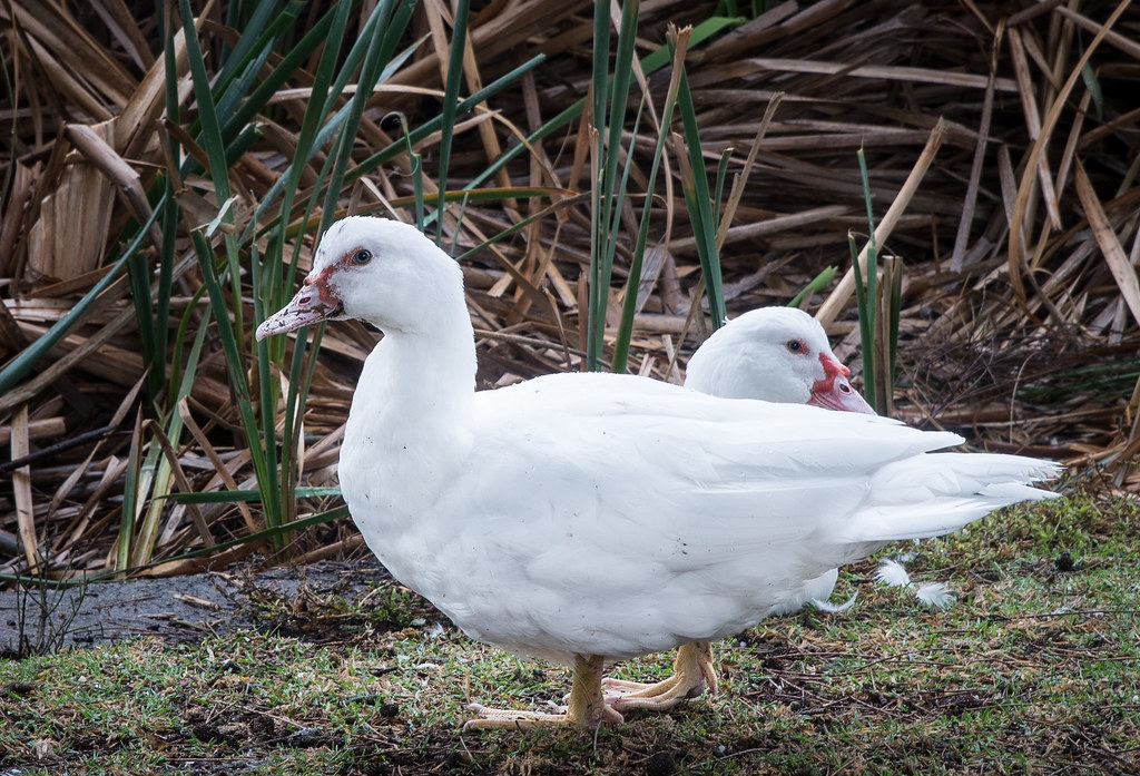 Domestic Muscovy Duck and Muscovy Ducklings For Sale