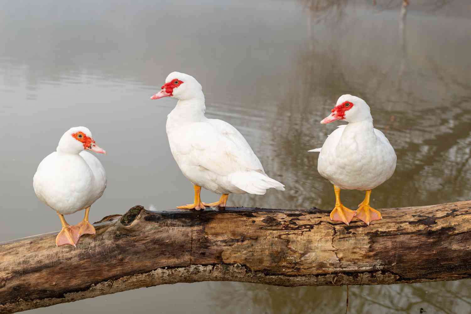 Muscovy Ducks and Muscovy Ducklings | A Complete Guide