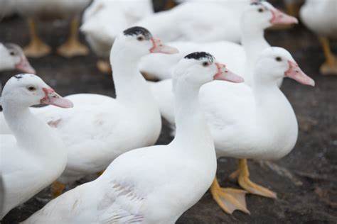 Muscovy Ducks and Muscovy Ducklings | A Complete Guide